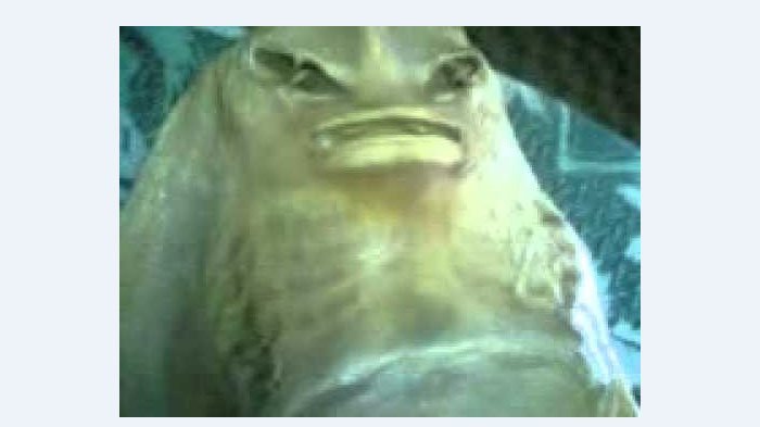 Misteri Kutukan Anak Jadi Ikan Pari Terpecahkan, Foto Ini Telah Jadi ...