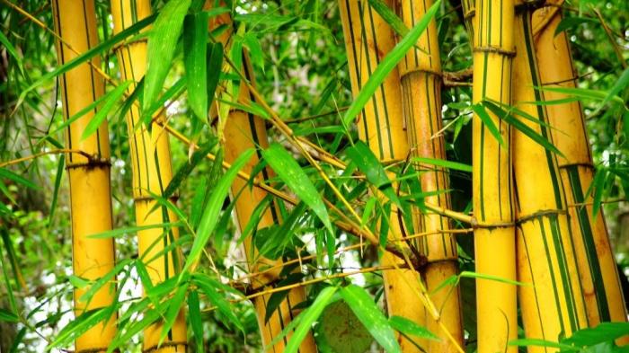 Manfaat Pohon Bambu yang tak Disadari - Posbelitung.co