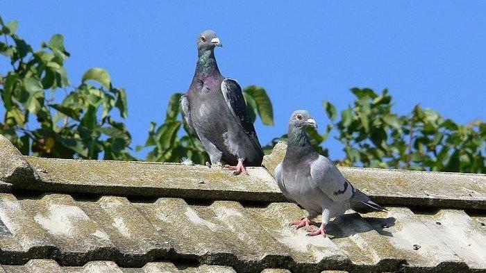 Burung Merpati yang Terbang Lintas Samudra dari AS ke Australia Akan ...