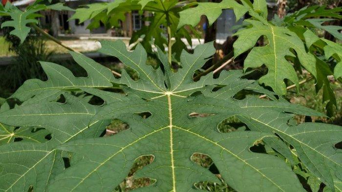 Meski Rasanya Pahit, Tapi Minum Jus Daun Pepaya Banyak Manfaatnya Lo ...