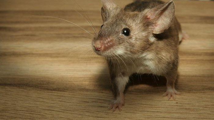 Cara Mengusir Tikus dari Dalam Rumah, Ahli Tikus dari IPB Sarankan ...