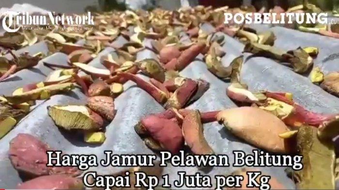 Harga Jamur Pelawan Belitung Capai Rp 1 Juta per Kg - Posbelitung.co