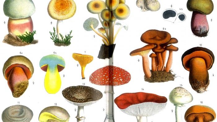 Waspada Mengkonsumsi Jamur, Antara Kelezatan dan Kematian. Begini Cara ...