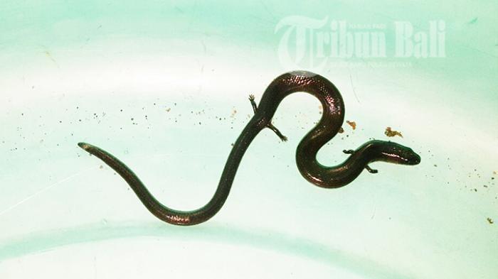 Dikira Ular Aneh, Ternyata Hewan Ini Disebut Kadal Ular, Ini ...