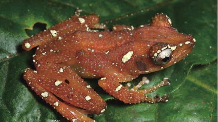 Katak Pohon Mutiara, Hewan Endemik Berkulit Unik - Posbelitung.co