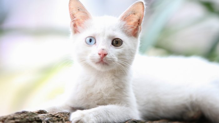 "Odd Eye Cat'', Kucing Langka dengan Dua Warna Bola Mata - Posbelitung.co
