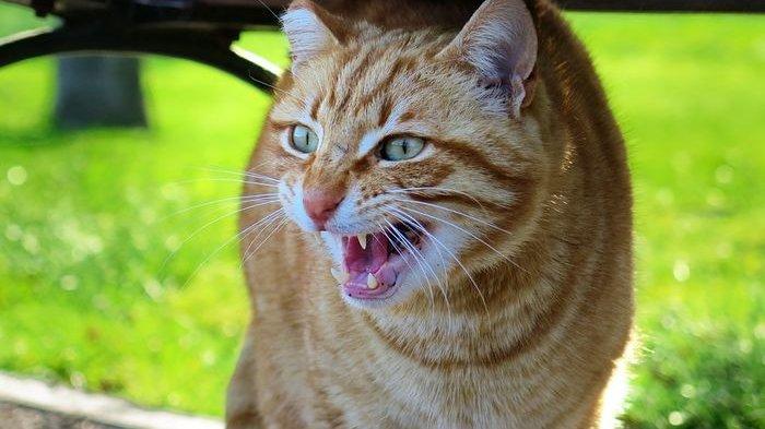 Inilah Tips Agar Kucing Peliharaan Akur dengan Kucing yang Baru ...