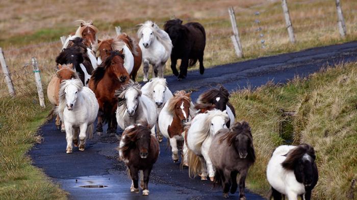 Kuda Poni Lebih Banyak dari Penduduknya di Pulau Kecil Ini - Posbelitung.co