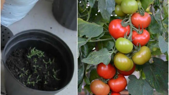 Inilah 4 Cara Mudah Menanam Sayuran dengan Bijinya - Posbelitung.co