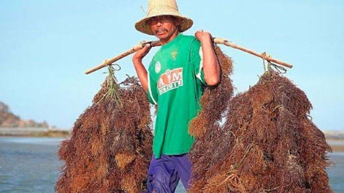 Ketahui 4 Jenis Rumput Laut yang Ada di Indonesia dan Manfaatnya - Posbelitung.co