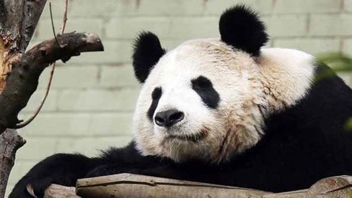 Pan Pan, Panda Jantan Tertua di Dunia Mati, Setara Usia Manusia 100 ...