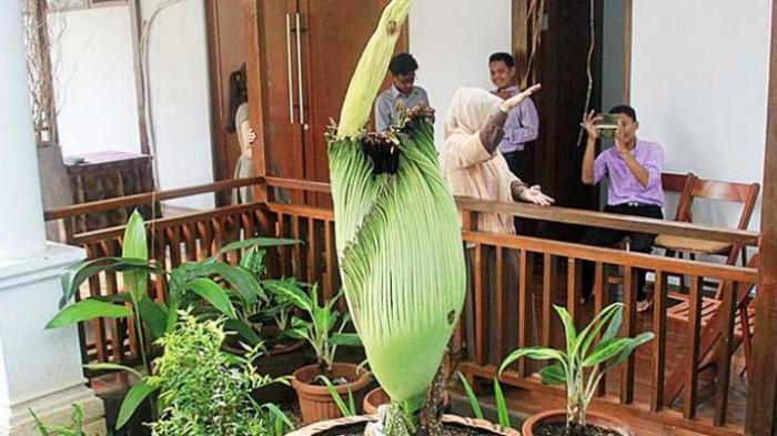 Indahnya Pesona Bunga Bangkai Raksasa Ini - Posbelitung.co
