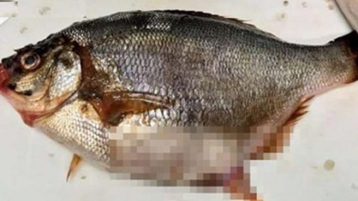 Isi Perut Ikan Ini Tak Lazim, Lihat Fotonya - Posbelitung.co