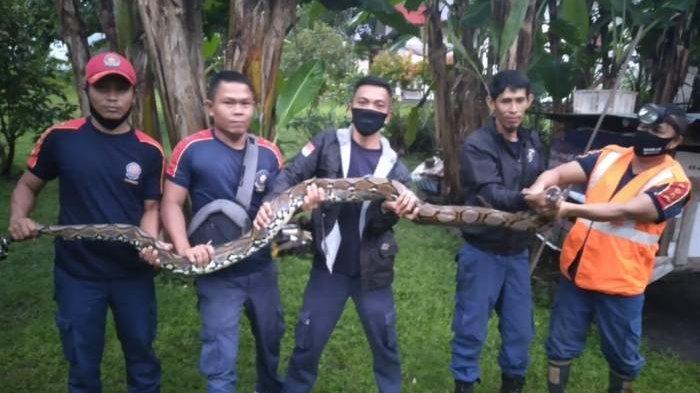 BREAKING NEWS, Curiga Ayam Ramai Berkokok Saat Subuh, Ternyata Ular ...