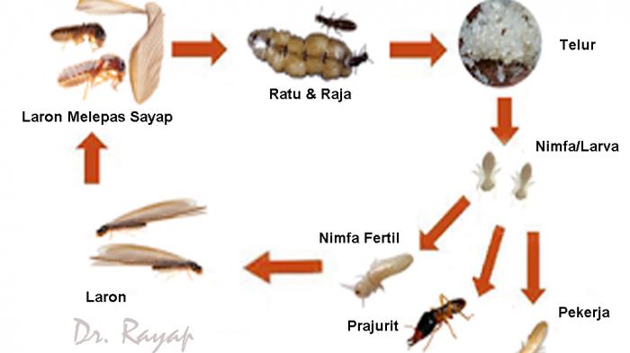 Peran dan Manfaat Rayap Bagi Kehidupan yang tak Diketahui - Posbelitung.co
