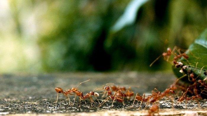 Ketahui 7 Jenis Semut Paling Berbahaya di Dunia, Ada yang Mematikan ...