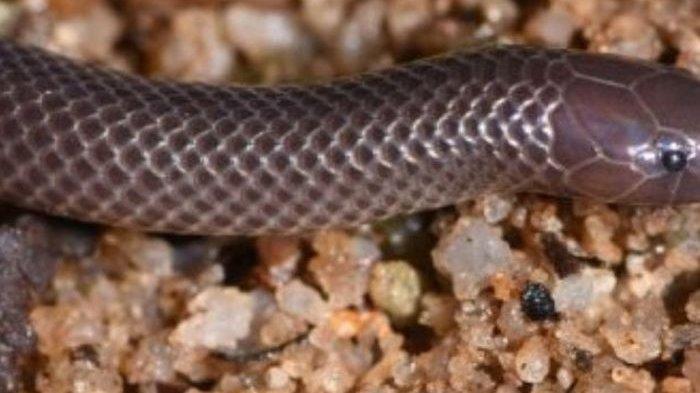Jangan Anggap Enteng, Ular Terbaru Ini Mampu Keluarkan Bisa Tanpa ...