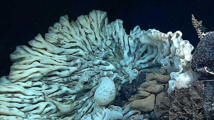 Ditemukan Spons Laut Terbesar dan Tertua di Dunia - Posbelitung.co