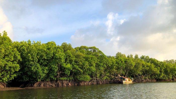 Visit Suak Parak Mangrove Park, Enjoying Beautiful Mangrove Forest in ...