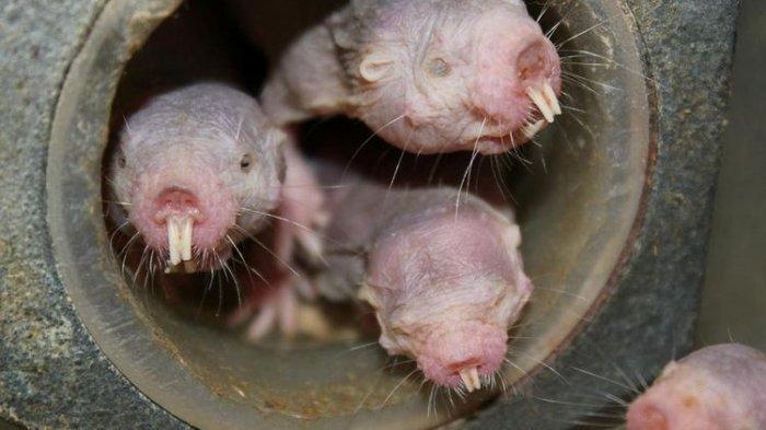 Tikus Mol Telanjang Dikenal Ramah, Ratunya Sadis Berani Menculik Anak ...