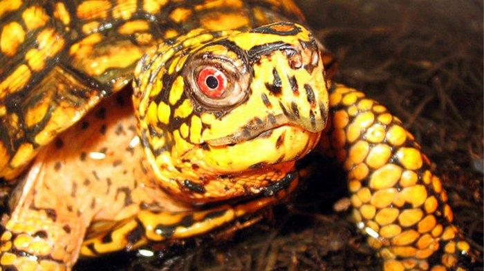 16 Juni Memperingati Hari Apa? Ini Kalender Juni 2024 dan Peristiwa ...