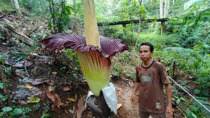 Bunga Bangkai Khas Bengkulu Setinggi 3 Meter Mekar di Taman Konservasi ...