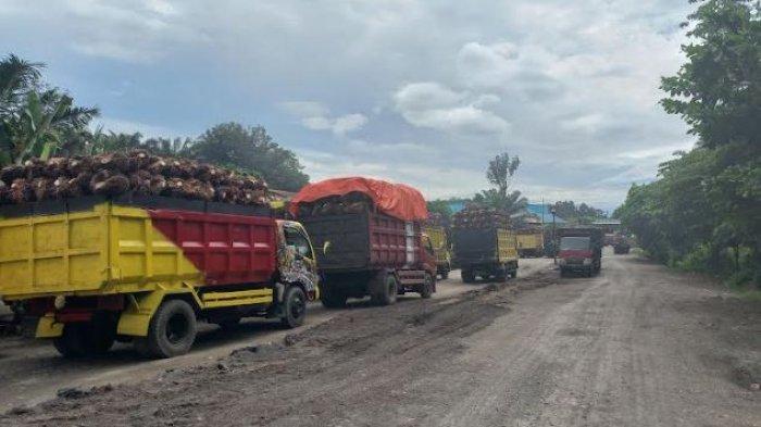 Harga TBS Sawit di Bengkulu Selatan dan Kaur Anjlok, Tingkat Petani Rp 1.300 per Kg ...