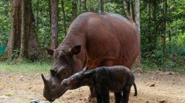 Seekor Badak Sumatera Lahir di Taman Nasional Way Kambas Lampung ...