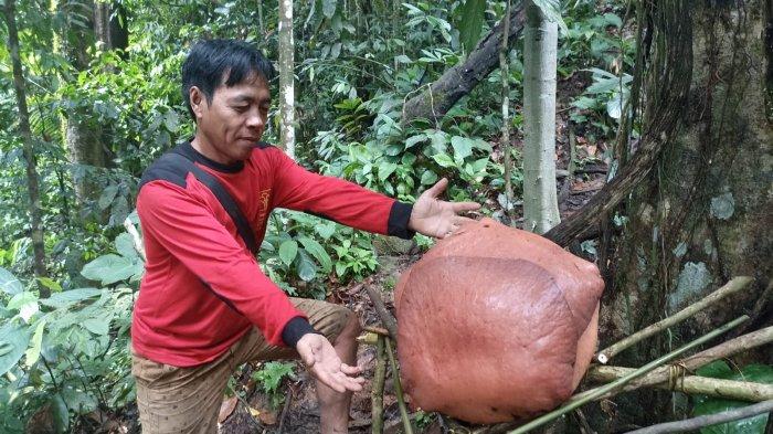 Jangan Lewatkan, 3 Hari Lagi Bunga Rafflesia Mekar Menggantung di Akar ...