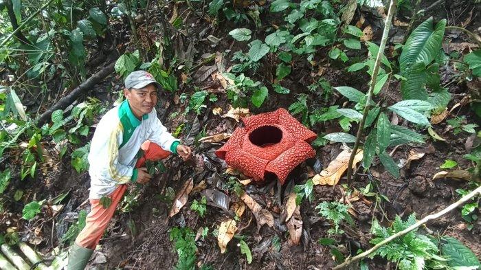 Rafflesia Arnoldi Berkelopak 5 mekar di Pinggir Jalan Lintas Kepahiang-Bengkulu - Tribunbengkulu.com