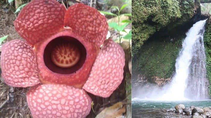 Masuk Nominasi 10 Desa Wisata Terbaik, Bunga Rafflesia dan Air Terjun ...
