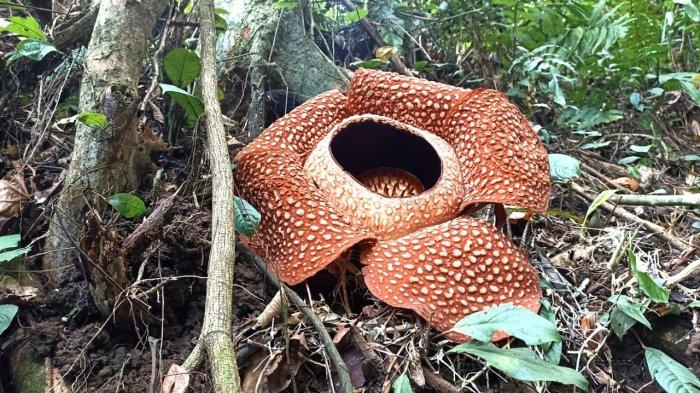 Tumbuh di Pinggir Jalan, Bunga Rafflesia Mekar Sempurna di Liku 9 ...