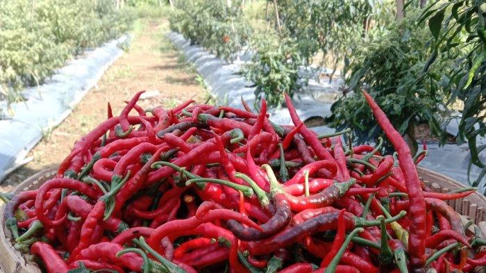 Petani Mulai Panen, Harga Cabai Merah Keriting Turun Lagi di Seluma Bengkulu - Tribunbengkulu.com