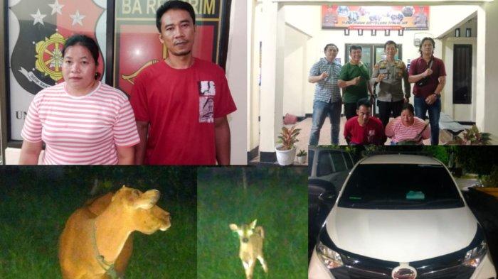 Curi Sapi Hamil Milik Warga Teluk Sepang Kota Bengkulu, 2 Pelaku ...