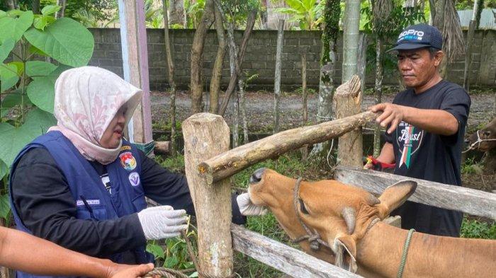 Hadapi Hari Raya Idul Adha 2024, Pemkab Mukomuko Pastikan Hewan Kurban Aman dari Ancaman PMK ...