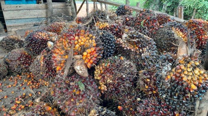 Harga TBS Sawit di Pabrik Seluma Bengkulu Naik, Tertinggi Rp 1.435 per ...
