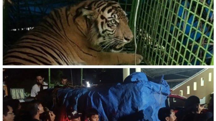Harimau Betina yang Diamankan BKSDA Bengkulu dari Mukomuko Alami Cidera ...