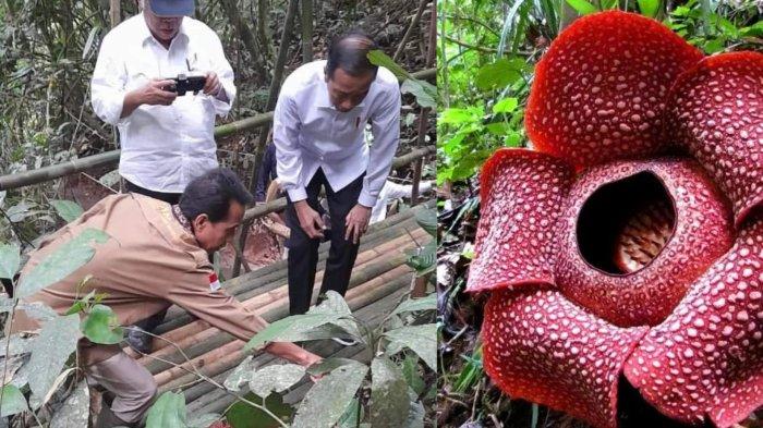Presiden RI Jokowi Kunjungi Bunga Rafflesia Arnoldi di Kepahiang ...