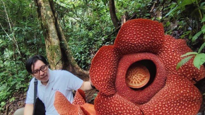 Praktisi Wisata Bengkulu Angkat Bicara soal Wacana Bumi Rafflesia Jadi ...