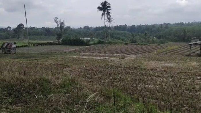 2 Tahun Saluran Irigasi Rusak, Lahan Pertanian di Kepahiang Alami Kekeringan - Tribunbengkulu.com