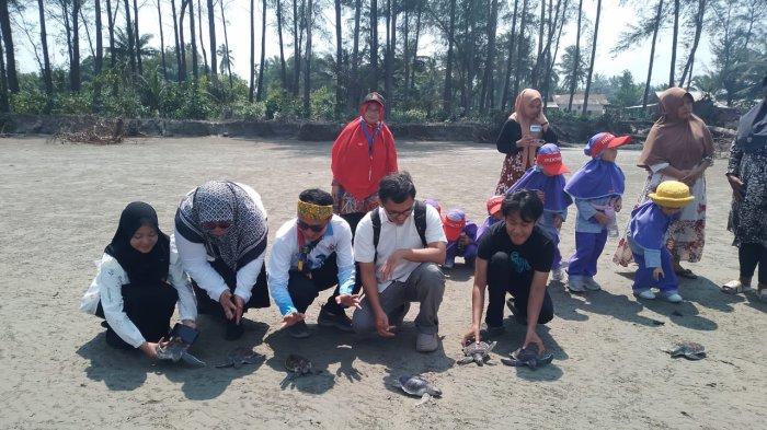 Unib-Kelompok Pelestari Penyu Alun Utara di Pekik Nyaring Bersinergi ...