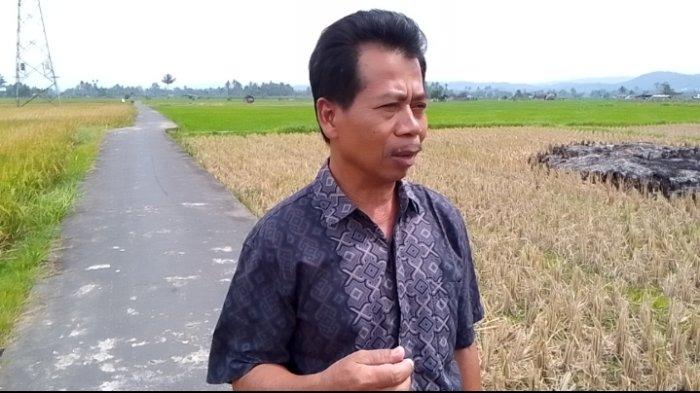 Potensi Lahan Sawah di Rimbo Recap Rejang Lebong, Bakal Disulap Jadi Kawasan Agrowisata ...