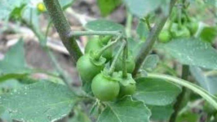 Bukan Lalapan Biasa, Berikut 9 Manfaat Buah Leunca atau Ranti dan ...