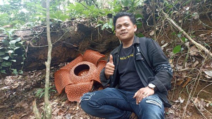 Bunga Rafflesia Arnoldi Mekar di Kepahiang, Berdiameter Hampir 1 Meter ...