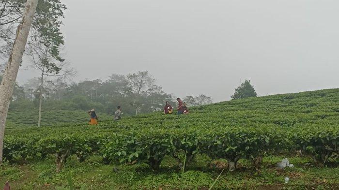 Diguyur Hujan, Wisata Kabawetan Kepahiang Dipadati Pengunjung saat ...