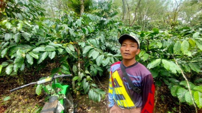 Petani Kopi di Kepahiang Terpaksa Berahli Profesi Jadi Buruh Pabrik hingga Jadi Petani Sayur ...