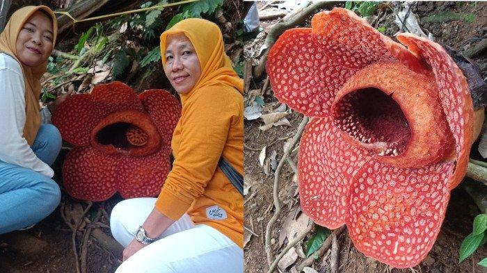 Dua Raflesia Mekar Sempurna di Kemumu Bengkulu Utara, Bonggol Lain ...