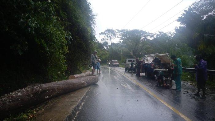 Cuaca Ekstrem Hujan Deras Disertai Angin Kencang, Pohon Tumbang di Kaur ...