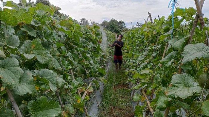 Kisah Sukses Rahmadi Fitrianto, Petani Melon yang Raup Omzet Jutaan per Hari - Tribunbengkulu.com