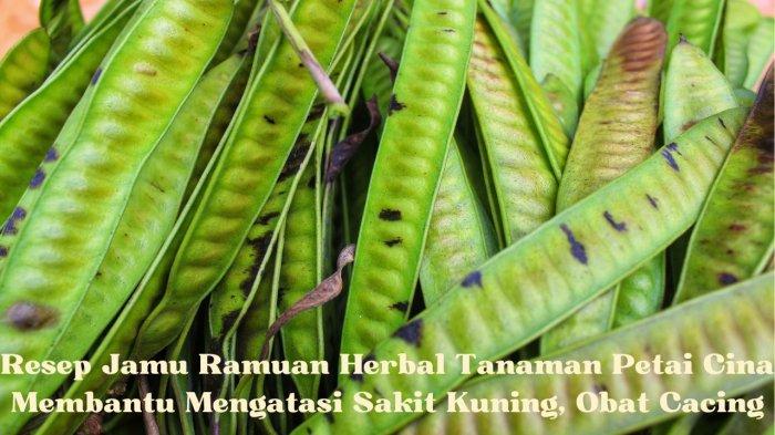 Resep Jamu Petai Cina, Ramuan Herbal untuk Mengatasi Sakit Kuning dan ...
